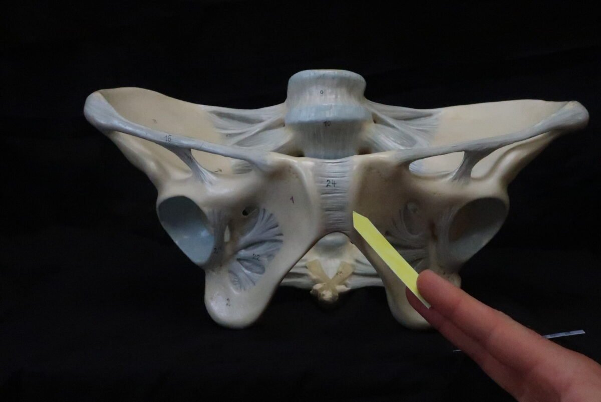 Pubic Tubercles – Student OMT